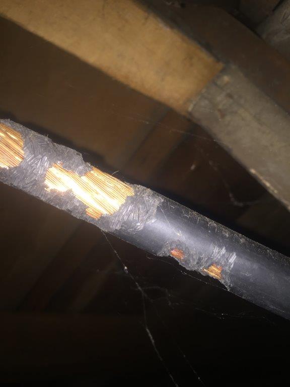 Pest Control Palmerston North, Levin, Kapiti, Porirua, Wellington ...