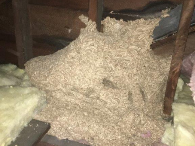 Pest Control Palmerston North, Levin, Kapiti, Porirua, Wellington ...