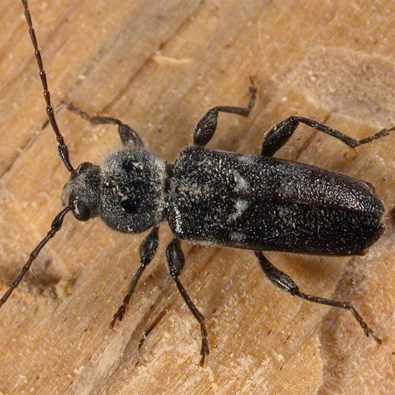 Pest Library | Pests in Your Home or Office? What Now?