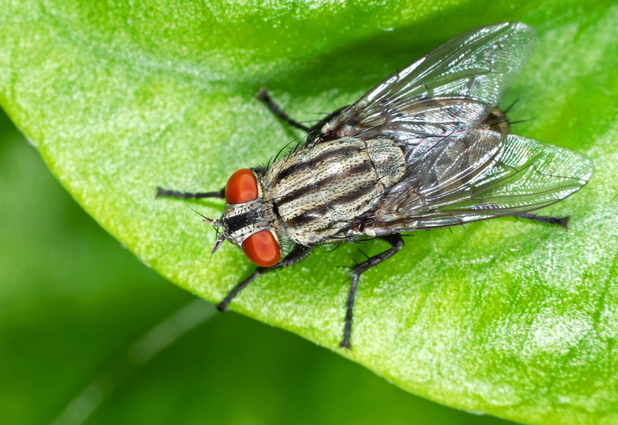 Pest Library | Pests in Your Home or Office? What Now?