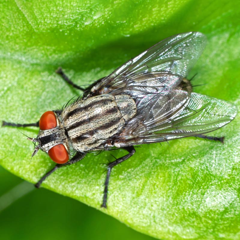 Fly Control The Pest Man Kapiti New Zealand fly-control-the-pest-man-kapiti-new-zealand